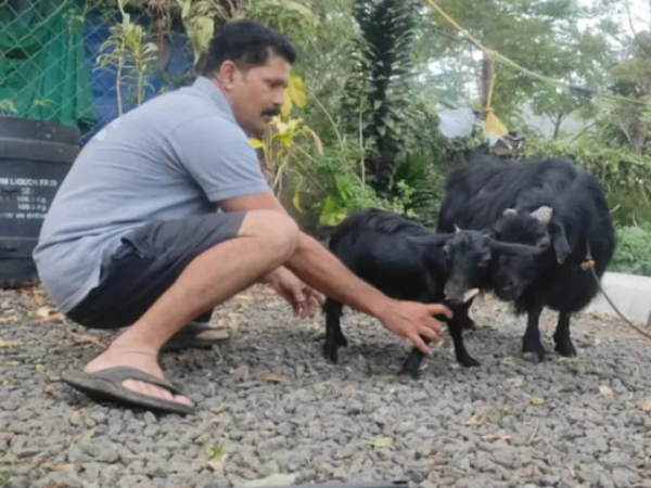 Guinness World Record: Meet the world shortest goat - Diaspora Digital ...